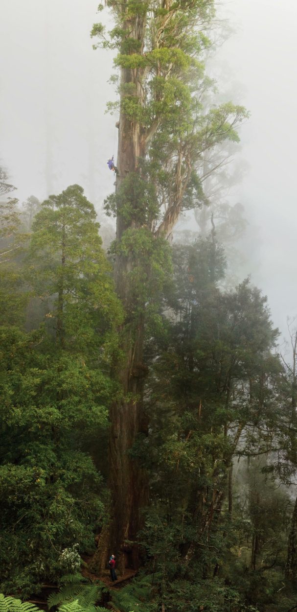 Behold the world’s tallest trees