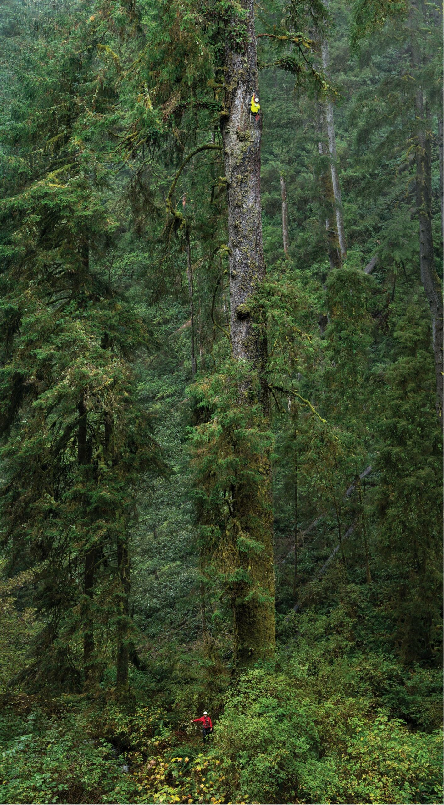Behold the world’s tallest trees