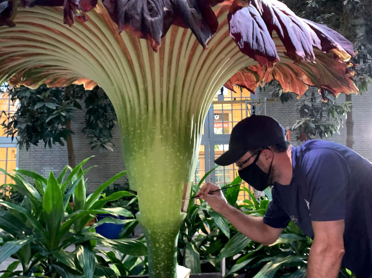 Corpse flowers across the country are swapping pollen to stay stinky