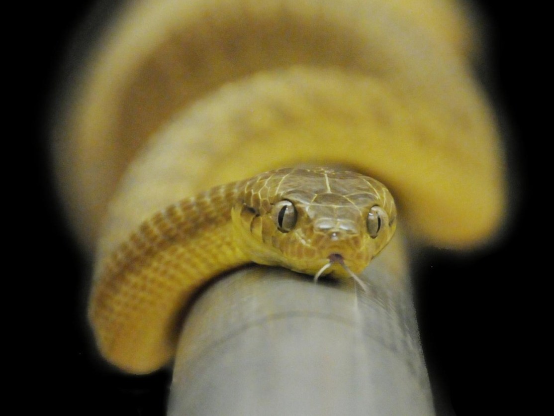 These snakes wiggle up smooth poles by turning their bodies into ‘lassoes’