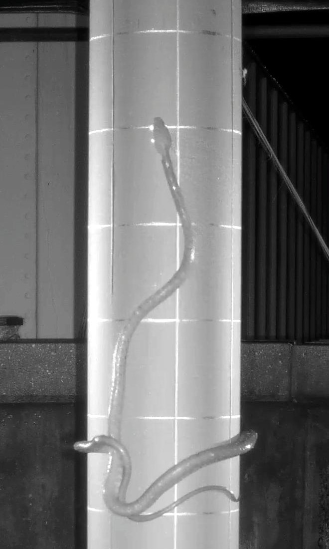 These snakes wiggle up smooth poles by turning their bodies into ‘lassoes’