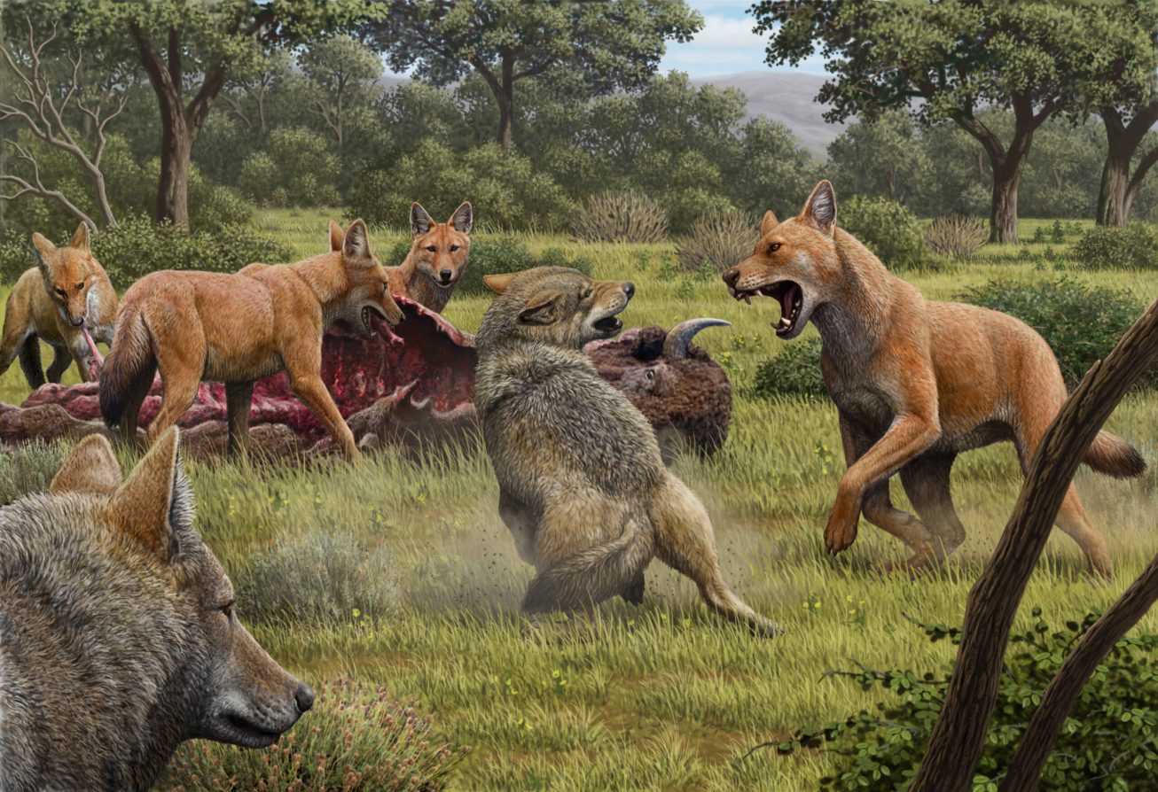 Dire wolves are actually ice age mega-foxes