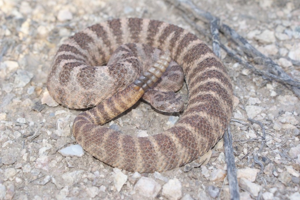 Rattlesnake venom is lethal, but understanding it could save lives