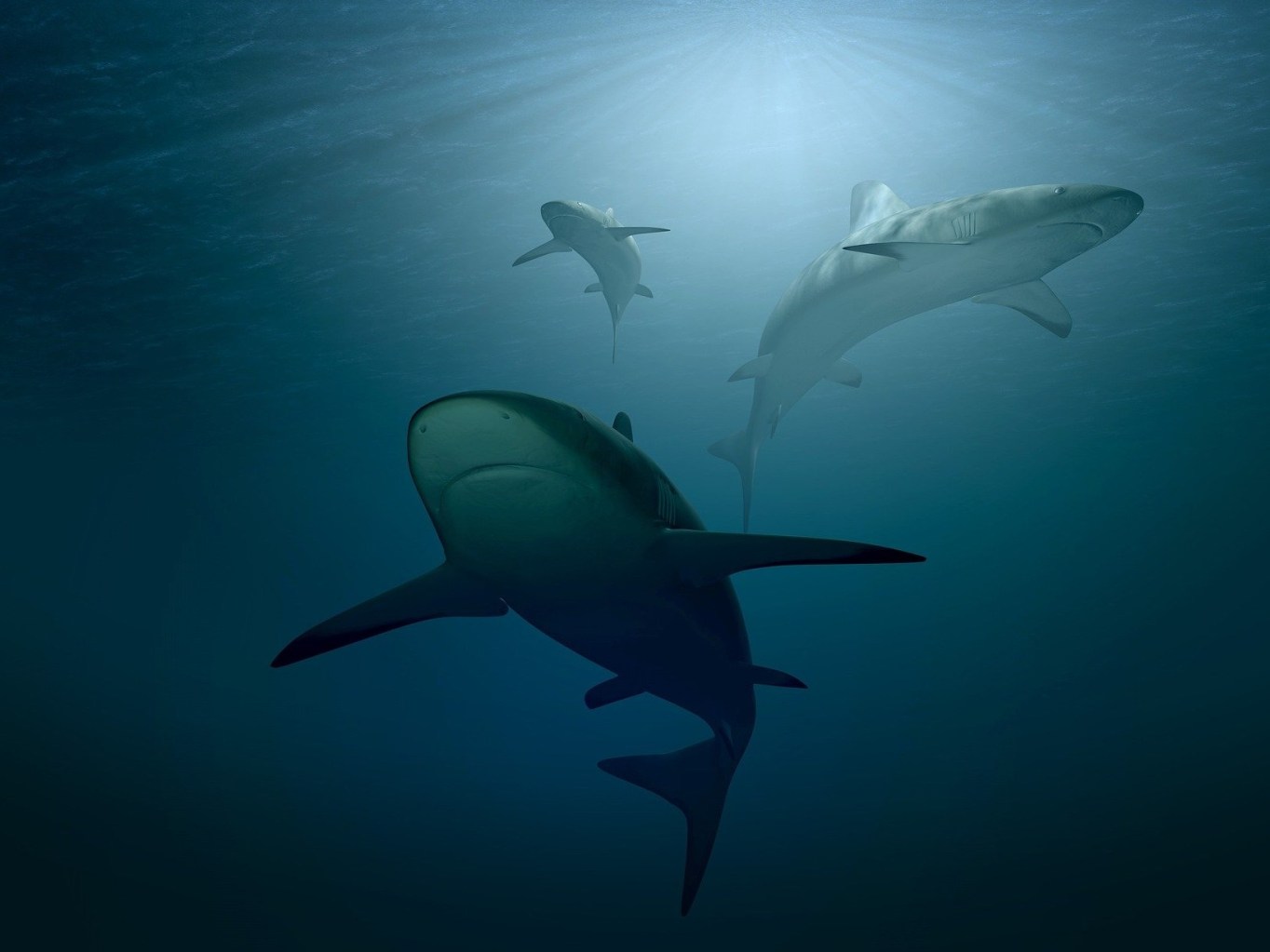 Sharks and rays are far less abundant in the world’s oceans than 50 ...