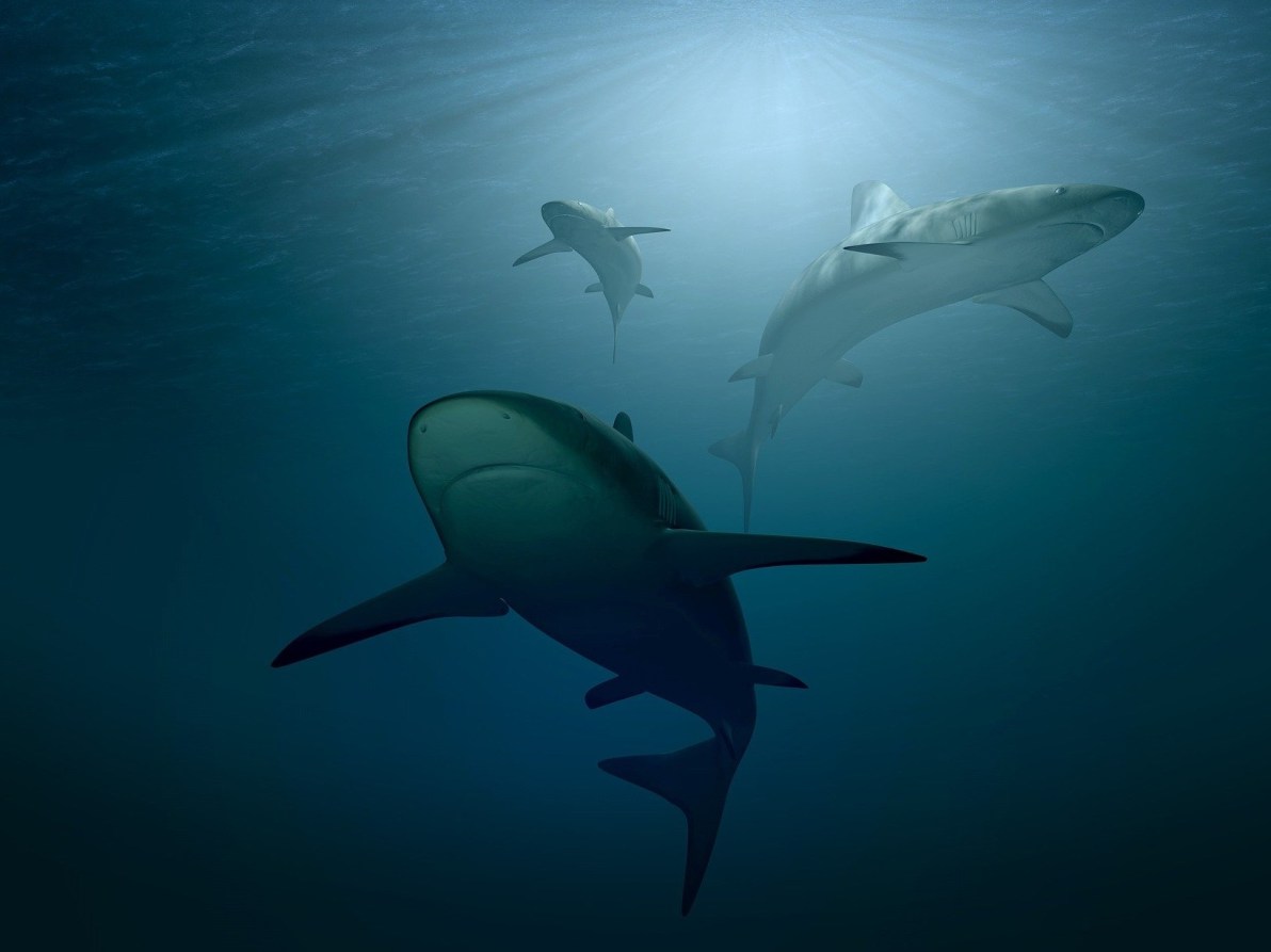 Sharks and rays are far less abundant in the world’s oceans than 50 ...
