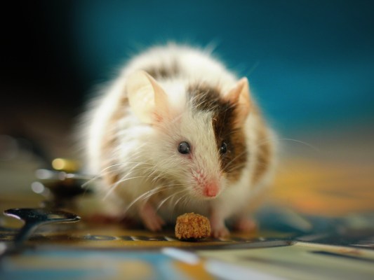 How to get rid of mice | Popular Science