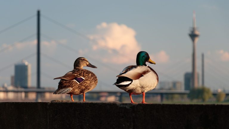 Four wild animals that are thriving in cities