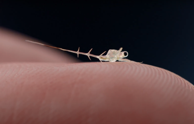 A spiky flea could ruin Midwestern ecosystems and kill native fish