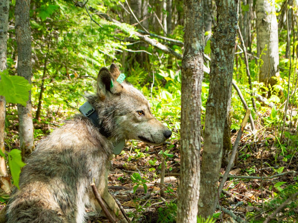 Wolves use ambush tactics to hunt unsuspecting beavers