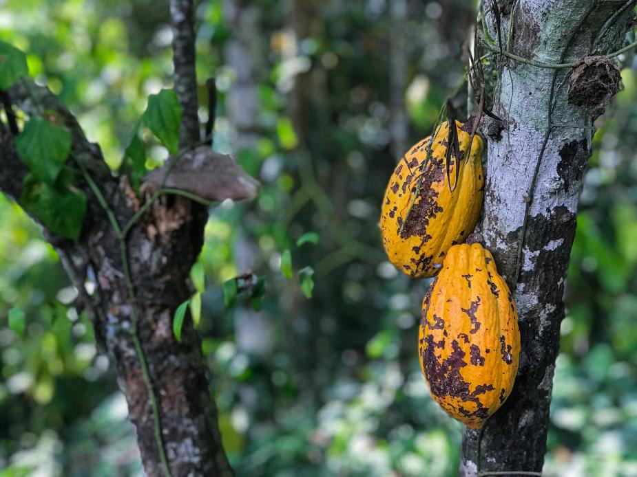 Cacao growers are bugging out about our chocolate supply
