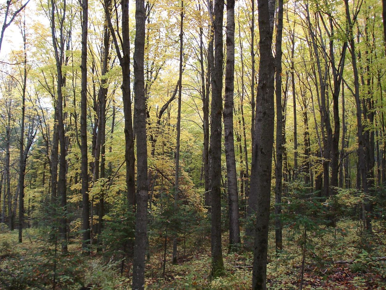 Biden sets an ambitious goal to protect 30 percent of US lands and waters
