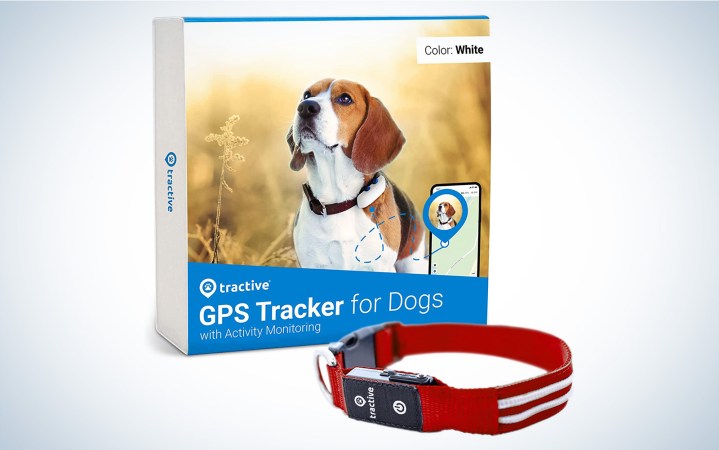 The best dog collars | Popular Science