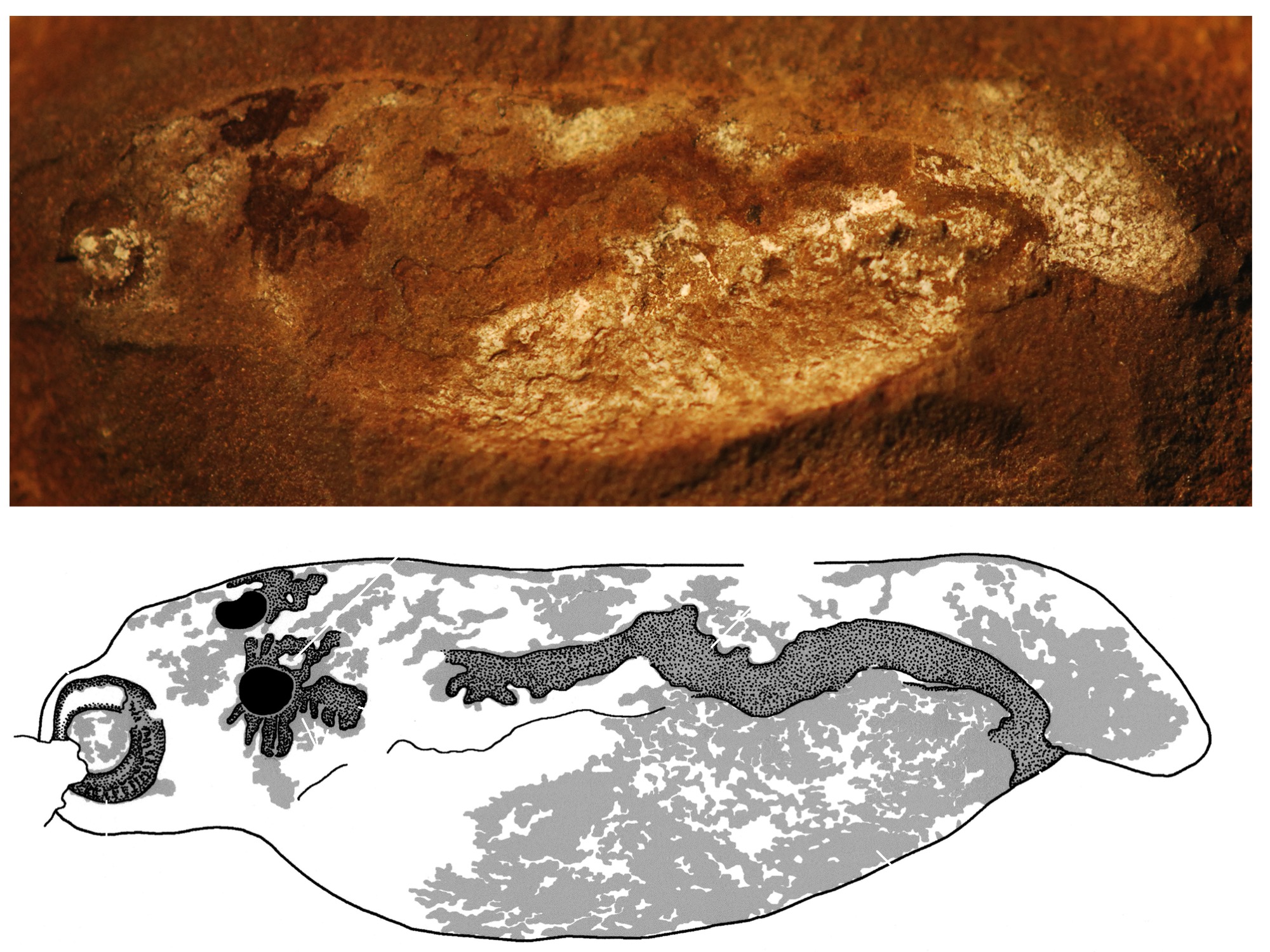 These fossilized lamprey hatchlings disprove an age-old evolutionary theory