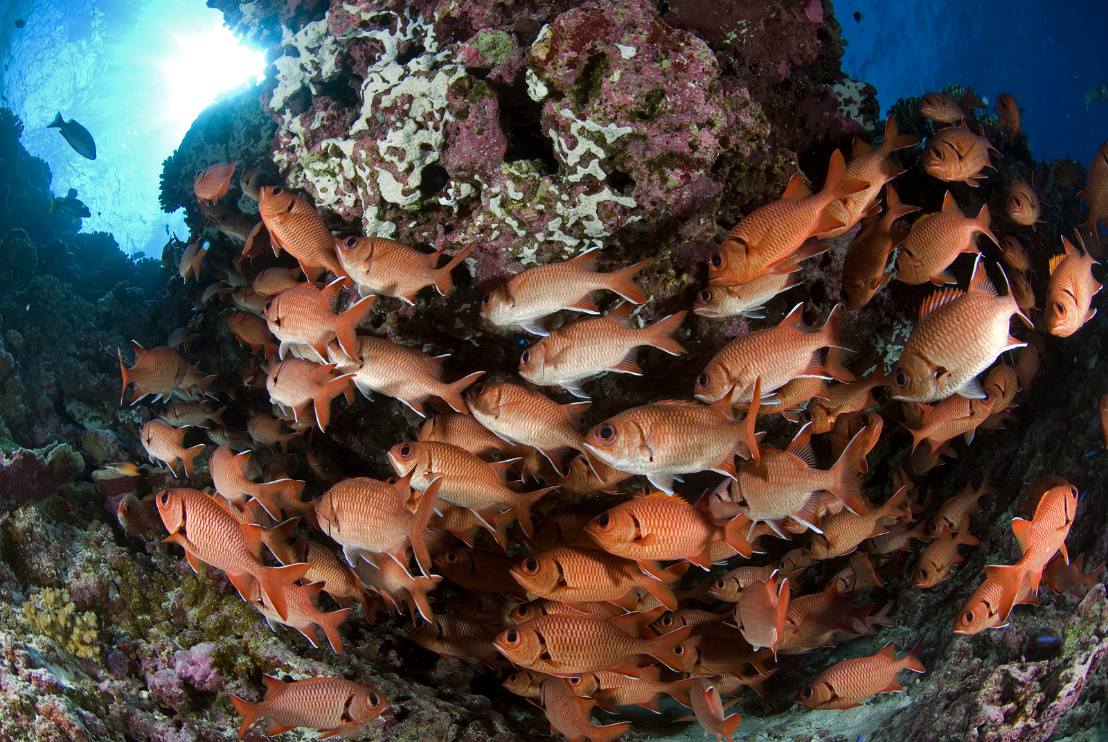 Protecting 30 percent of the oceans would benefit the entire planet