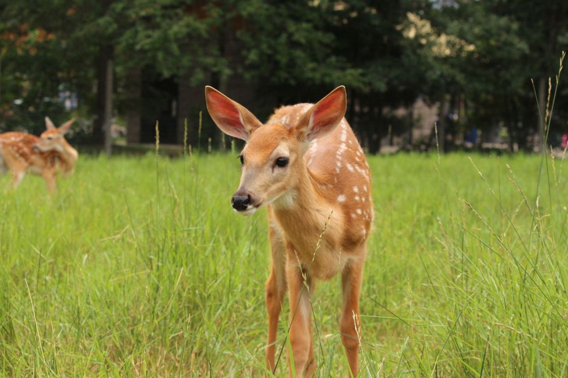Can chronic wasting disease infect humans? | Popular Science