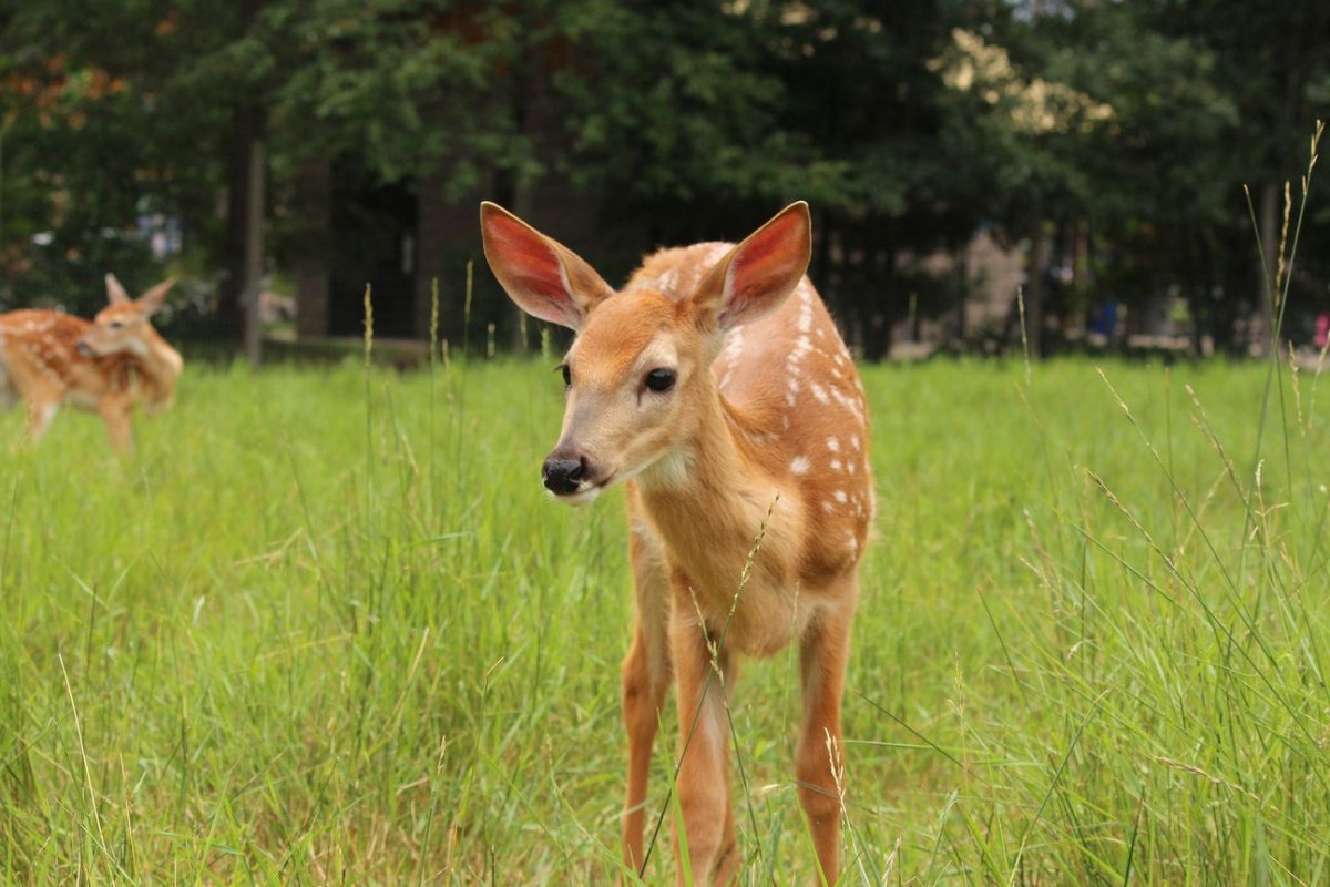 Deer can catch and spread COVID-19 | Popular Science