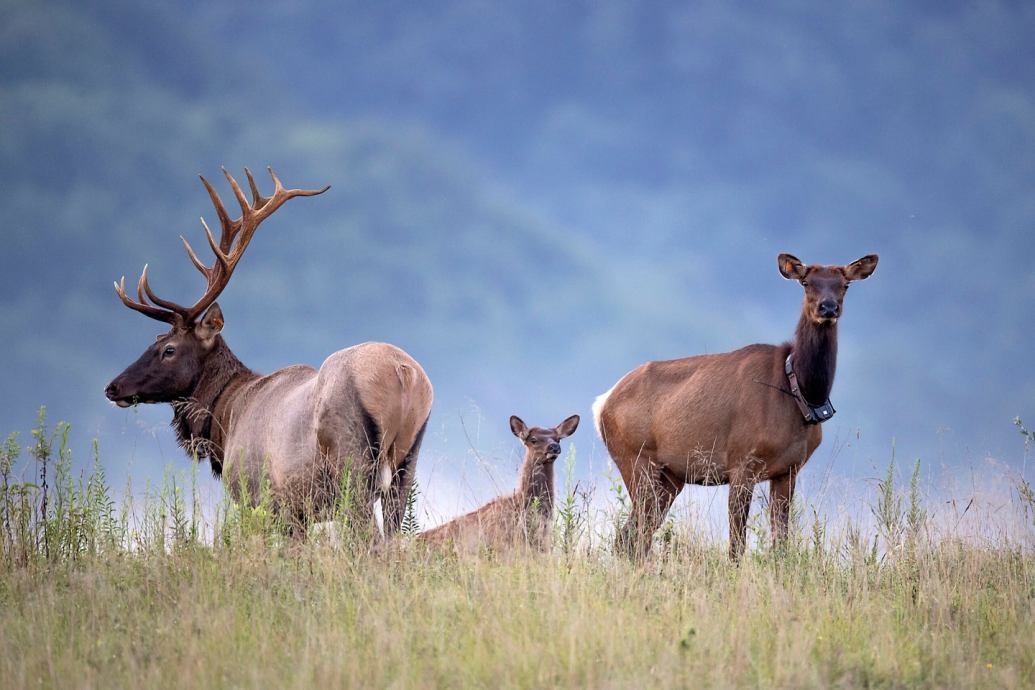 Elk reintroduction in Western Virginia | Popular Science