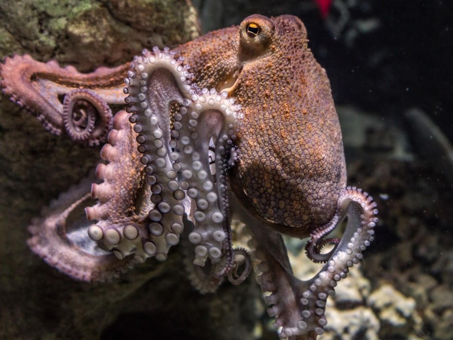 This sleeping octopus twitches in technicolor—but is she dreaming?