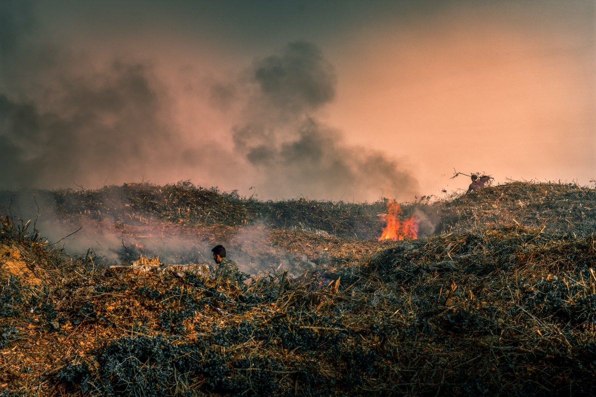 Forest fires leave behind charcoal—and it might be toxic for years ...