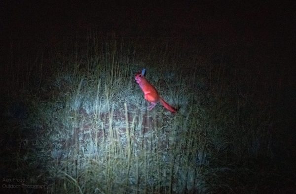 These adorable springhares have a natural pink glow | Popular Science