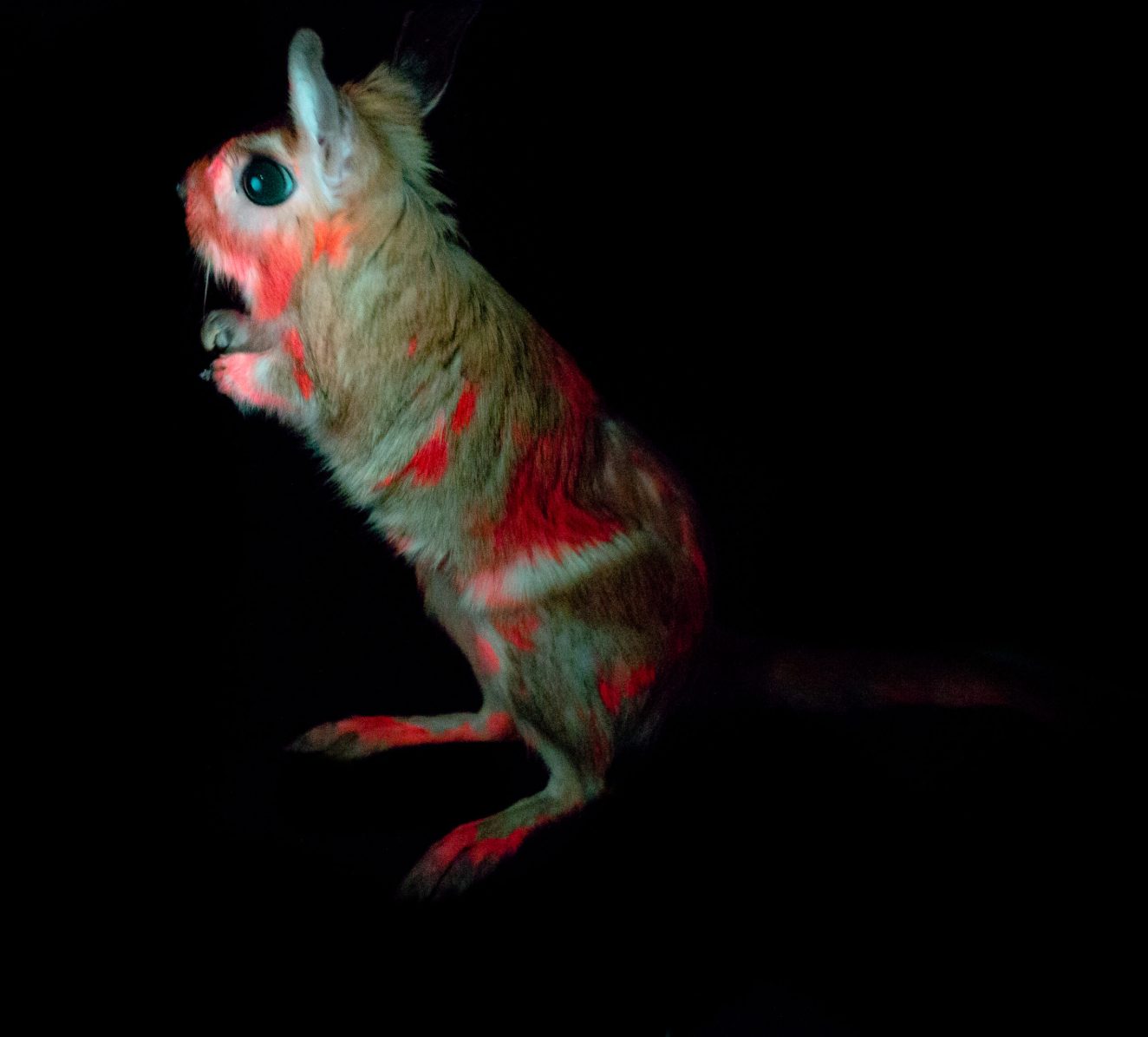 These adorable springhares have a natural pink glow | Popular Science