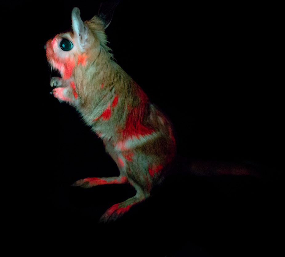 These adorable springhares have a natural pink glow | Popular Science