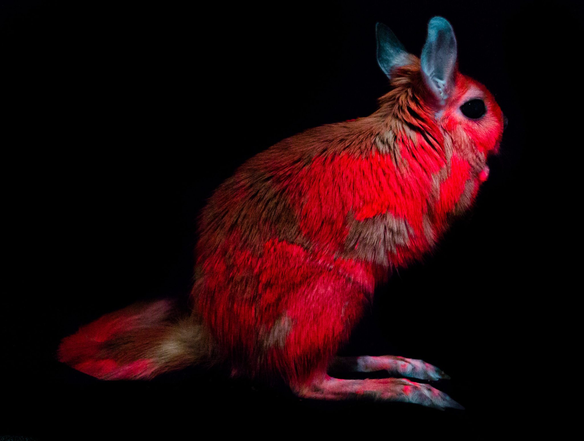 These adorable springhares have a natural pink glow | Popular Science