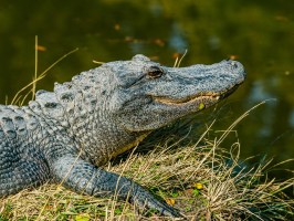 How to survive an alligator encounter | Popular Science