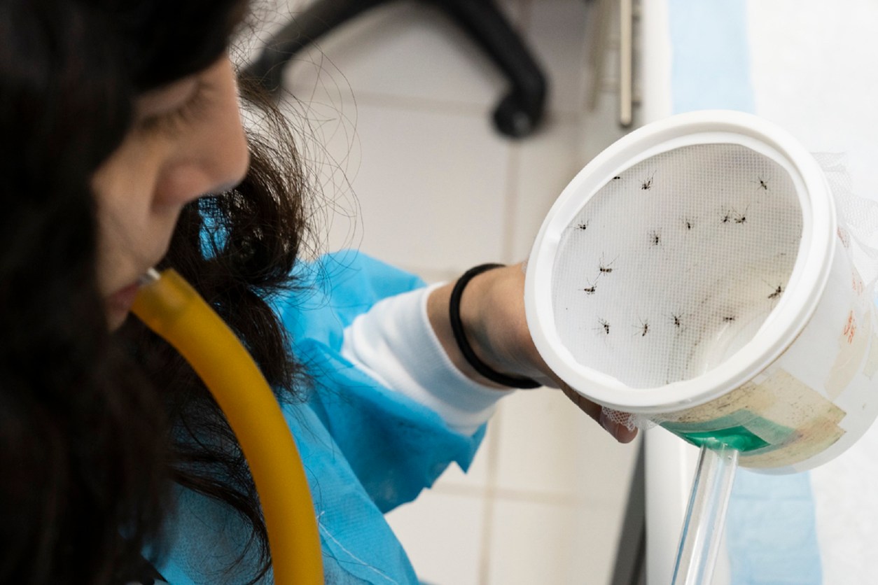 How many mosquitoes can you squish into a syringe? Scientists may ...