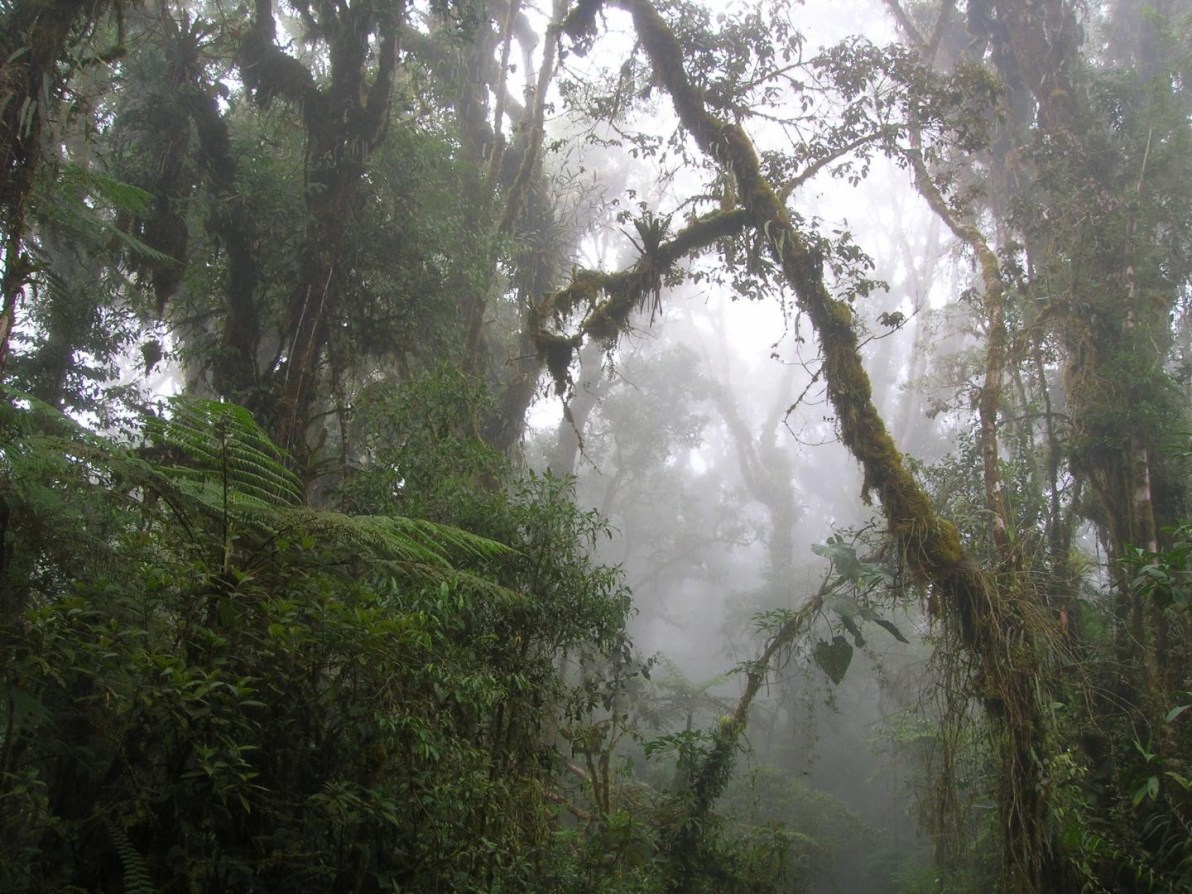 Why forests in the Andes are crucial to fighting climate change ...