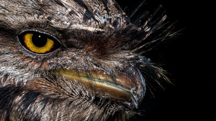 Bird poop can teach us about the avian gut microbiome | Popular Science