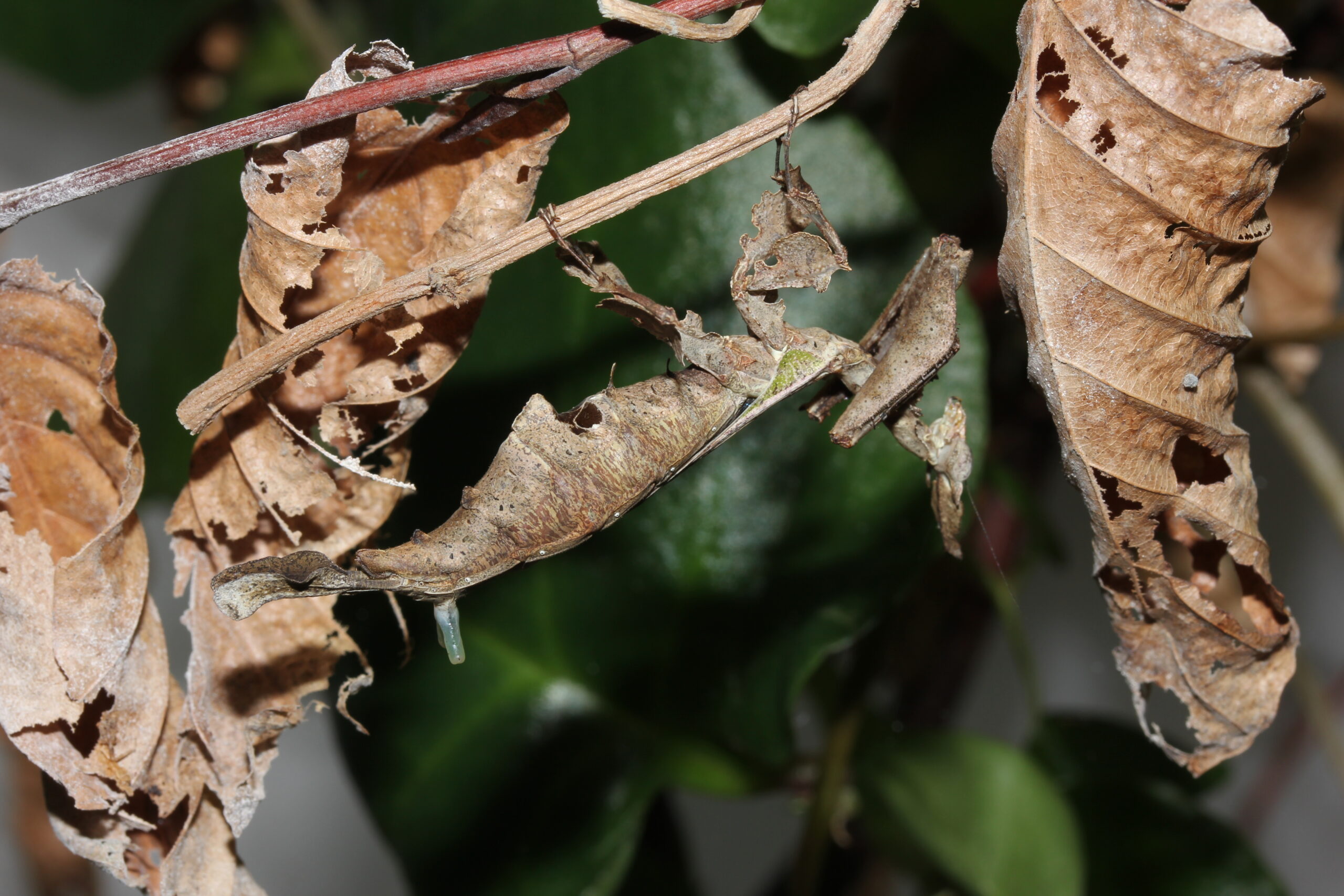 This praying mantis has a blue-green appendage it uses to find mates ...