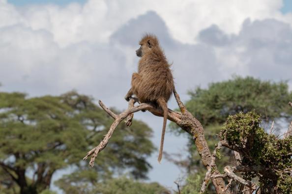 Baboon poop reveals the long-term impacts of stress | Popular Science