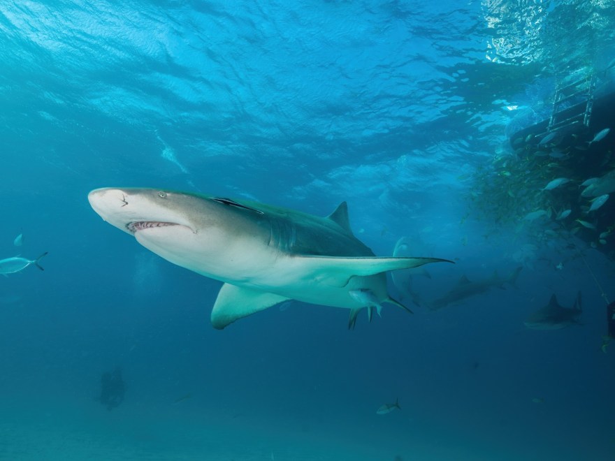 Itchy fish use sharks to scratch | Popular Science