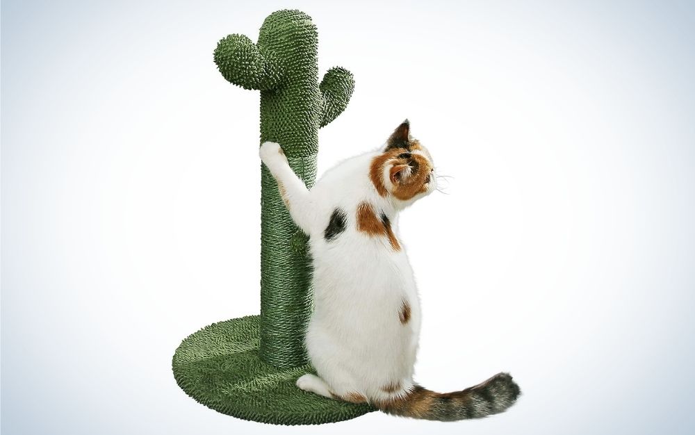 The best cat scratching posts in 2024 | Popular Science
