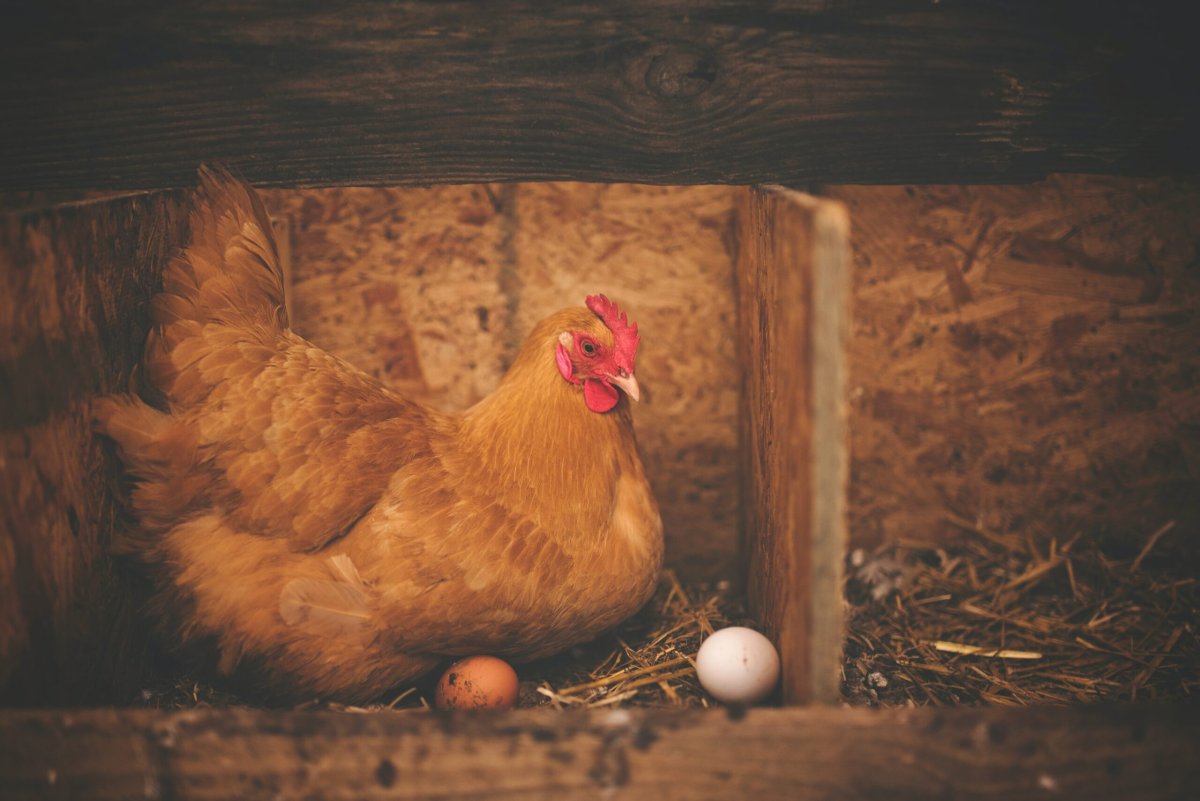 Animal embryos can hear from inside their wombs and shells | Popular ...