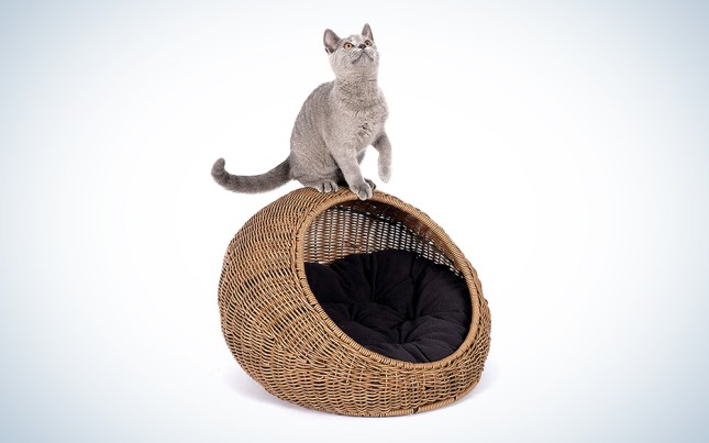 The best cat beds of 2024 | Popular Science