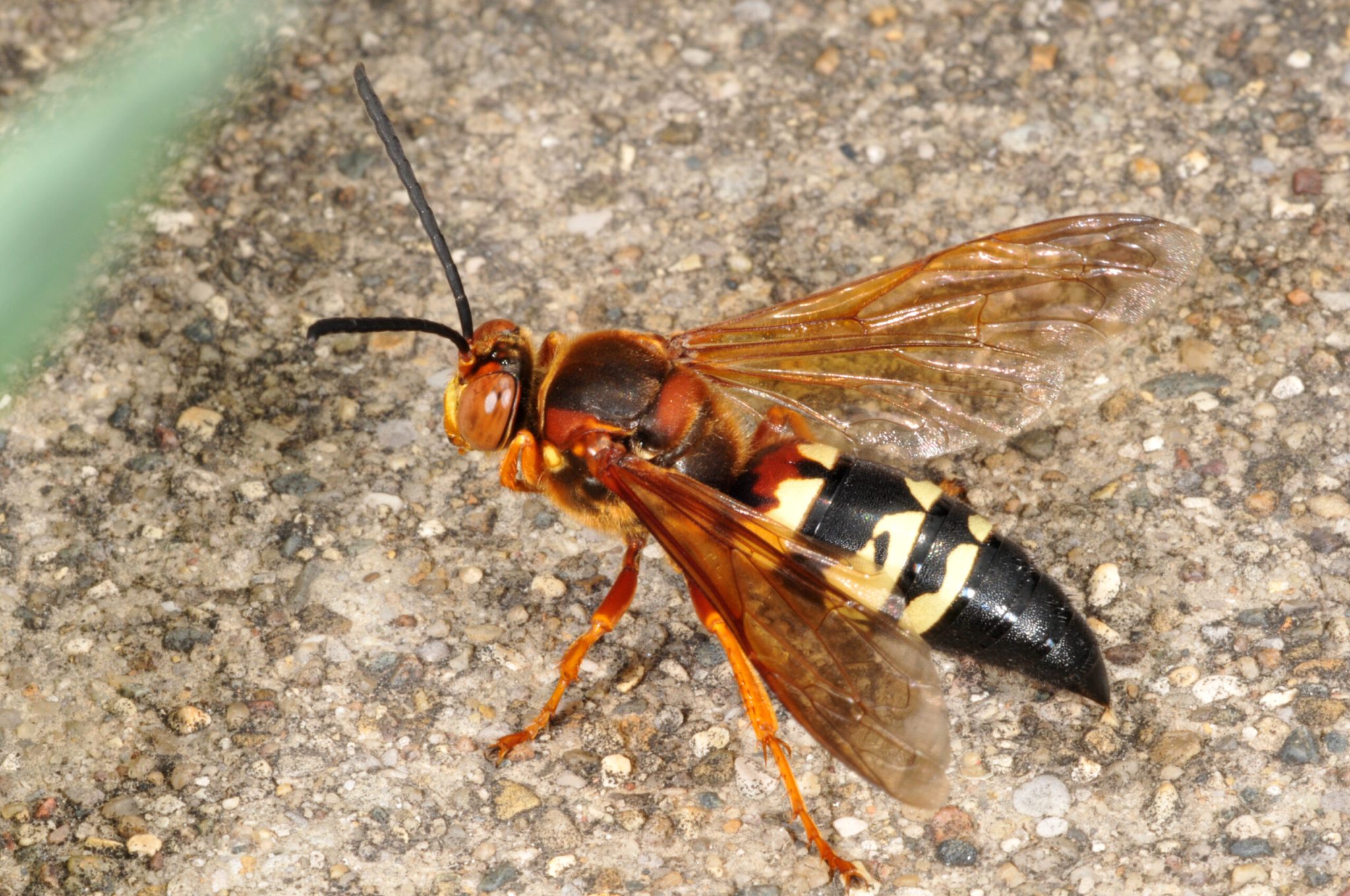 Why certain bees and wasps are more likely to sting you | Popular Science