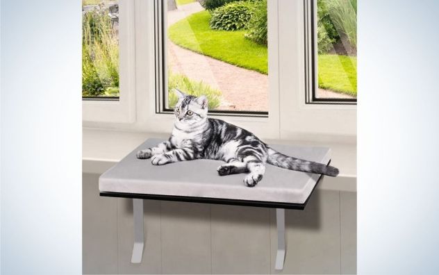 The best cat window perches in 2024 | Popular Science