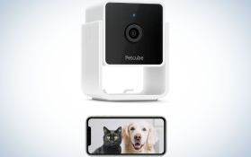 The best dog cameras of 2024 | Popular Science
