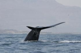 How bomb detectors discovered a pod of hidden whales | Popular Science