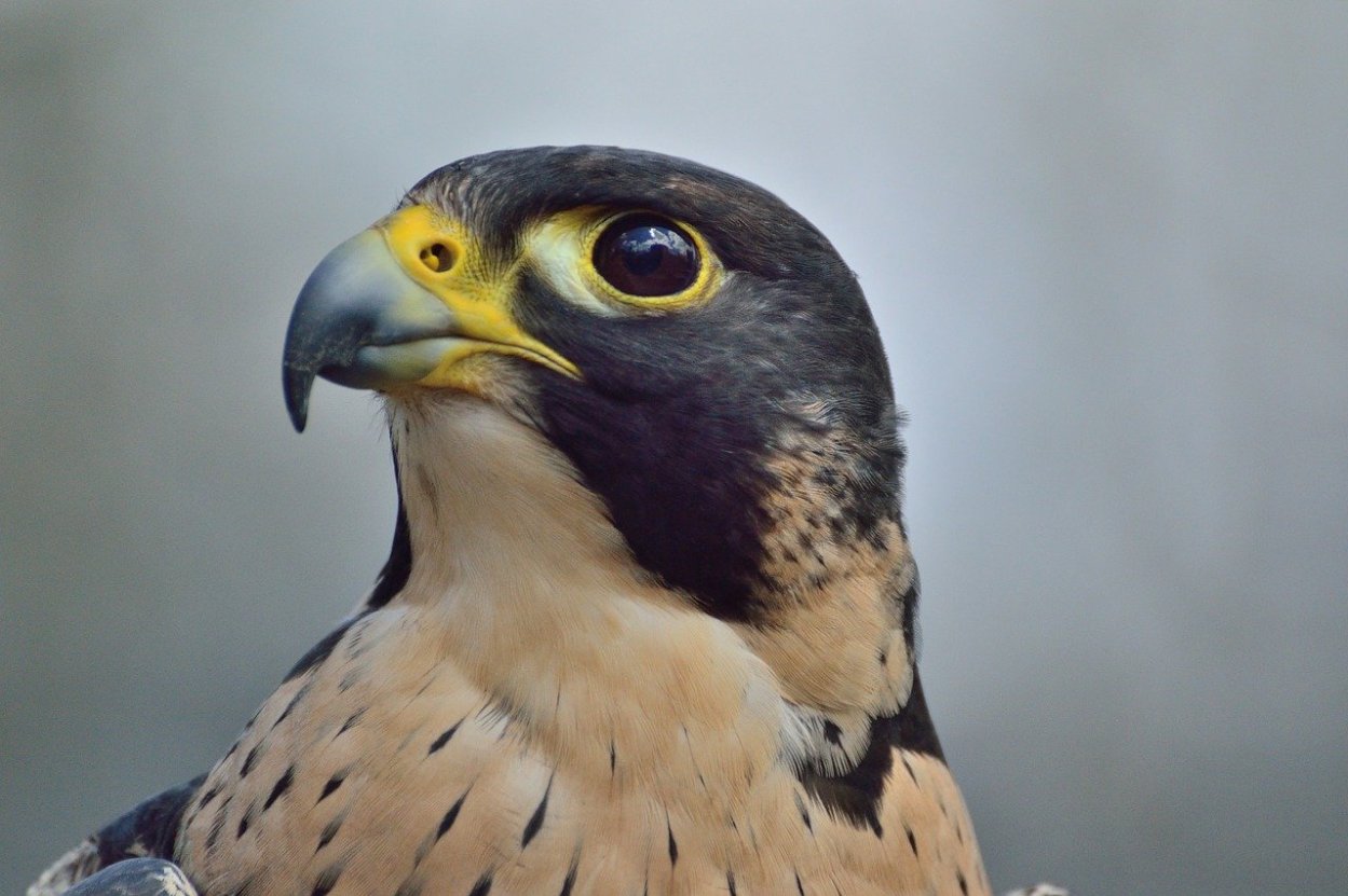 Eye markings help peregrine falcons hunt | Popular Science