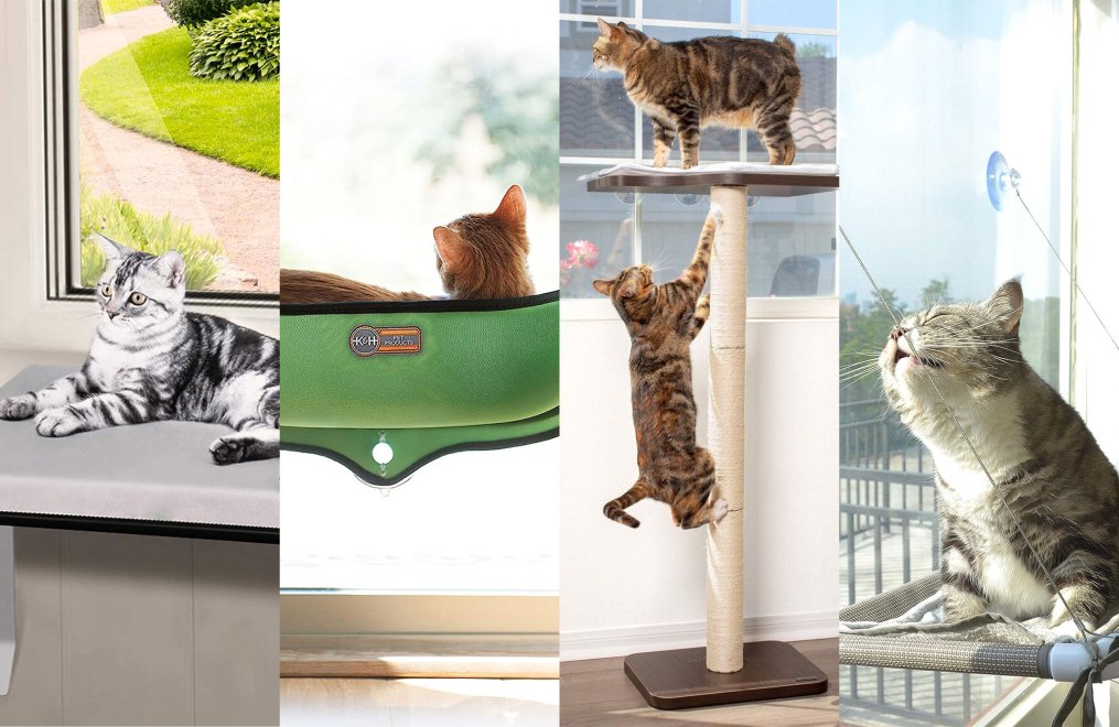 Do cats bond with humans like dogs? | Popular Science