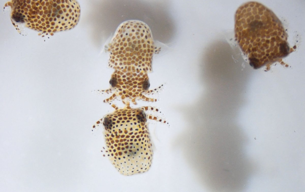 NASA blasted dozens of baby squid into space | Popular Science
