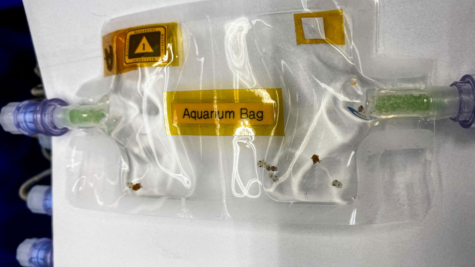 NASA blasted dozens of baby squid into space | Popular Science