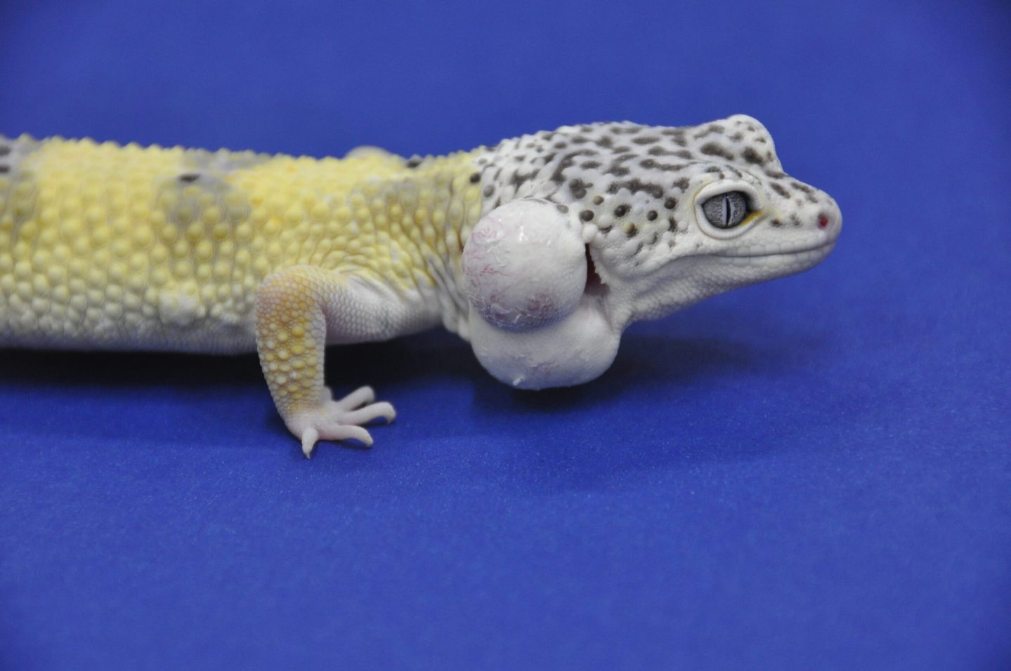 Lemon frost geckos could help study skin cancer | Popular Science