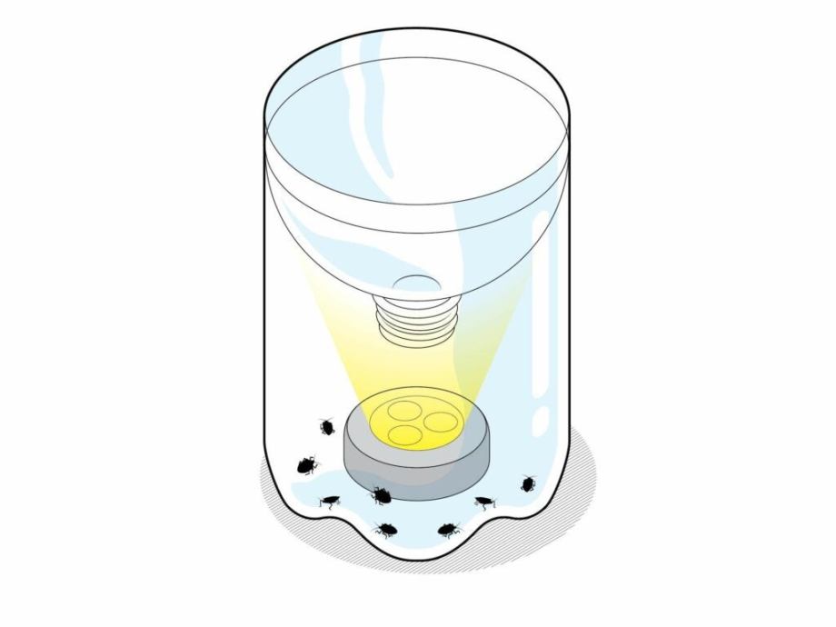 DIY bug traps for fruit flies, mosquitoes, and stink bugs | Popular Science