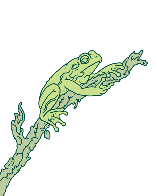 These animals have thrived in Chernobyl | Popular Science