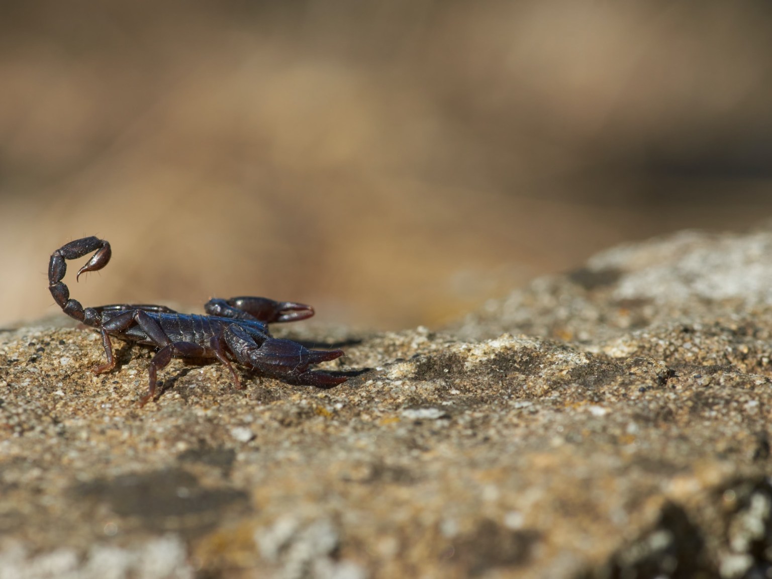 What to know when venturing into scorpion territory | Popular Science