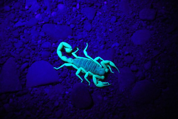 What to know when venturing into scorpion territory | Popular Science
